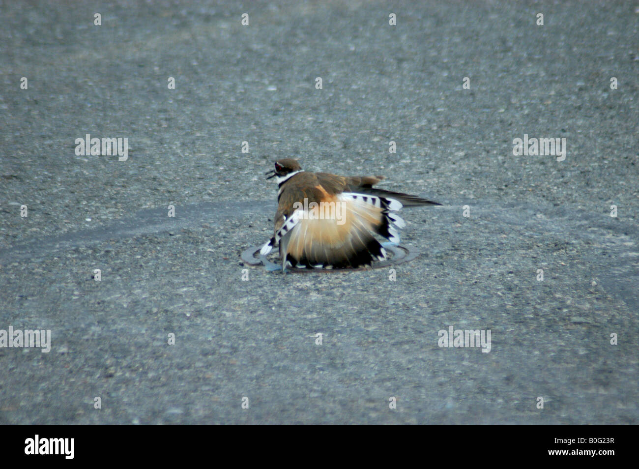 Killdeer dancing to attract attention away from fledglings nearby Stock ...