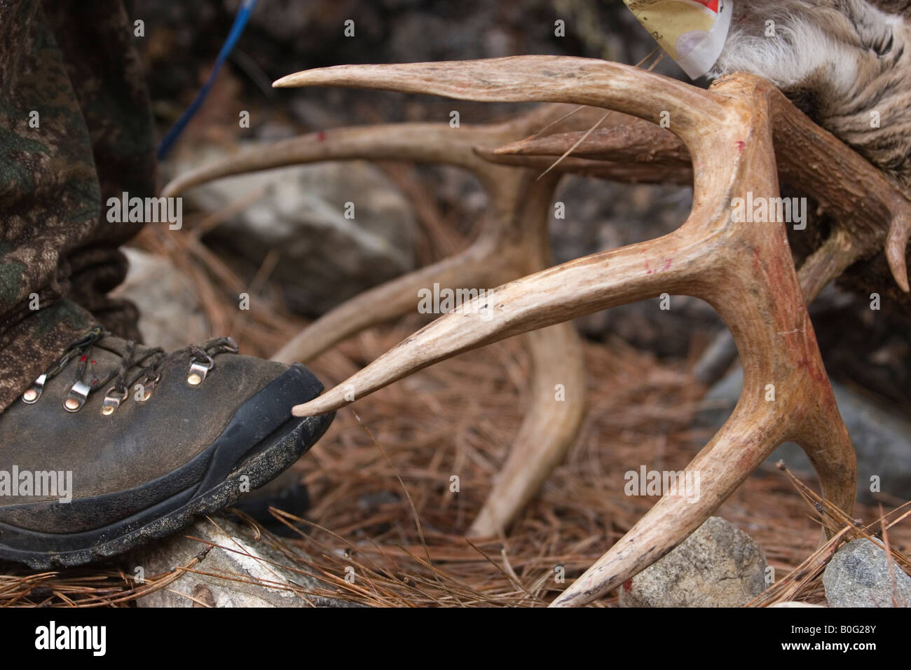 Leather boots hunting hi-res stock photography and images - Alamy