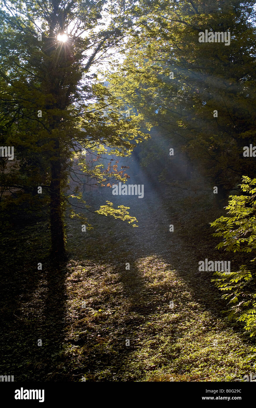 Morning Sun in a Forest Stock Photo - Alamy