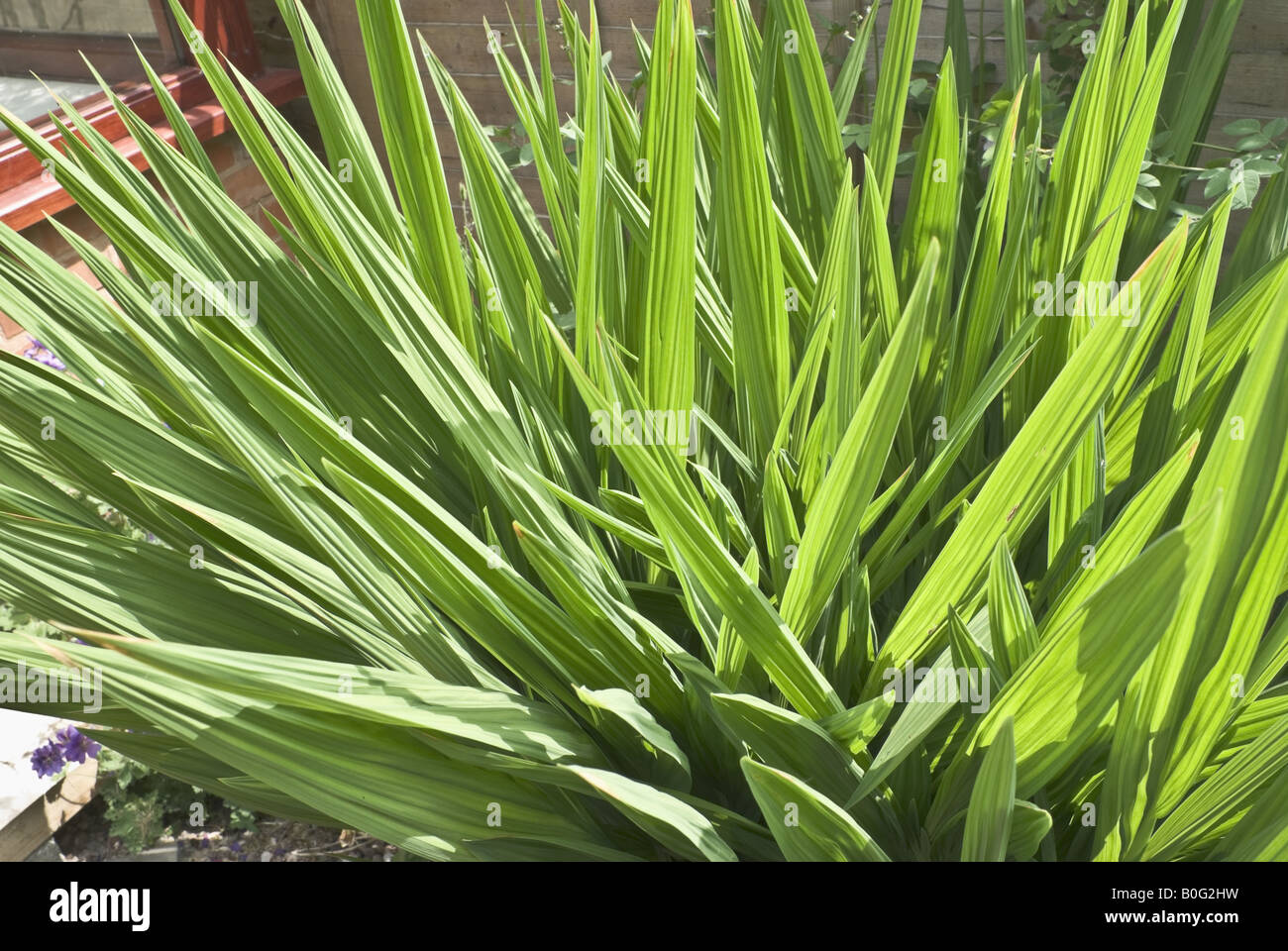green reeds garden wooden fence behind organic background plant leaf ...