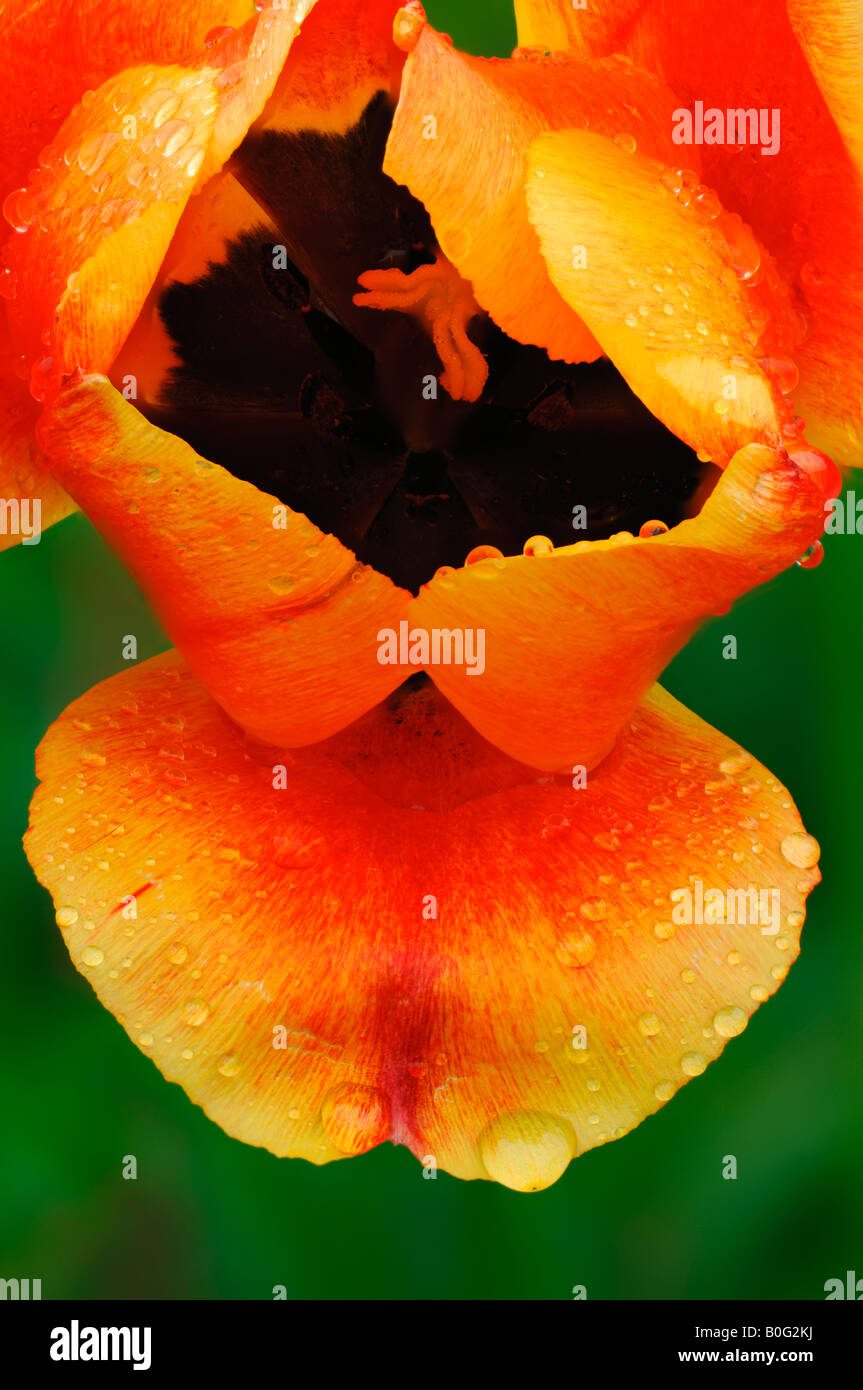 Close up photograph of a Tulip flower head Stock Photo - Alamy