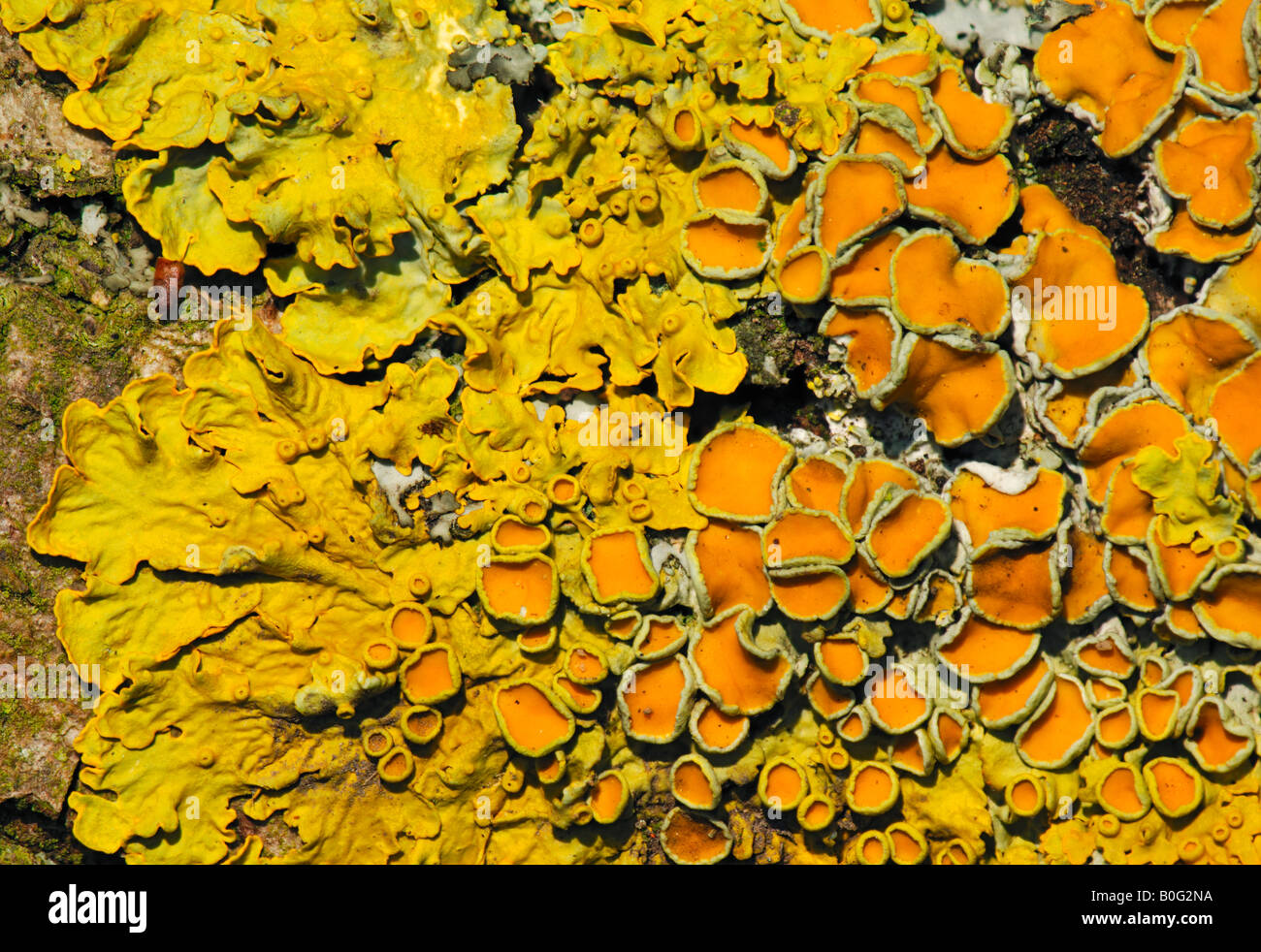 Close up of yellow lichen Stock Photo - Alamy