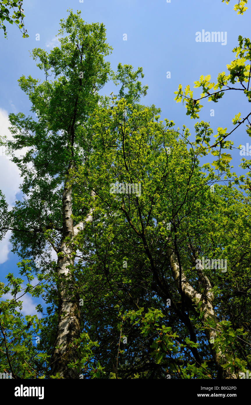 Deciduous woodland birch trees against a blue sky Stock Photo - Alamy
