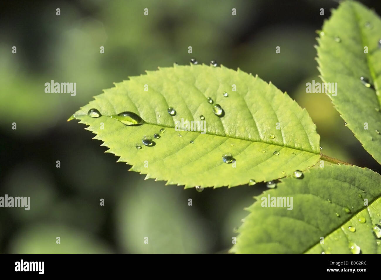 rain on a green leaf in a garden Stock Photo - Alamy