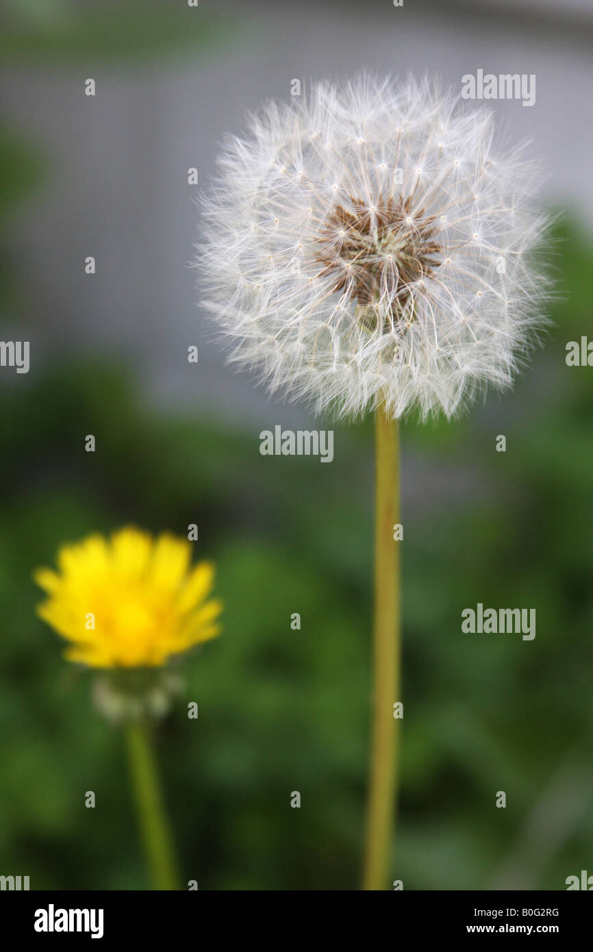Dandelion flower clock hi-res stock photography and images - Alamy