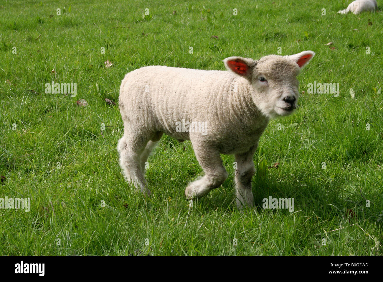 Baby lamb hi-res stock photography and images - Alamy