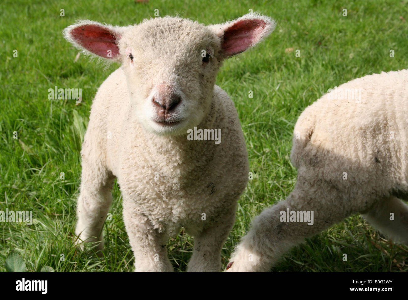 Two baby lambs Stock Photo - Alamy