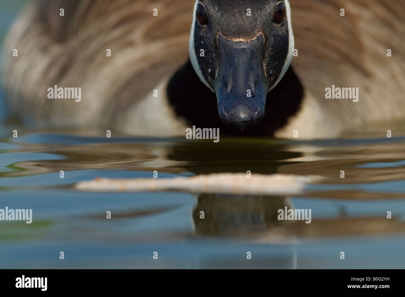 Canada Goose feeding on bread Stock Photo - Alamy