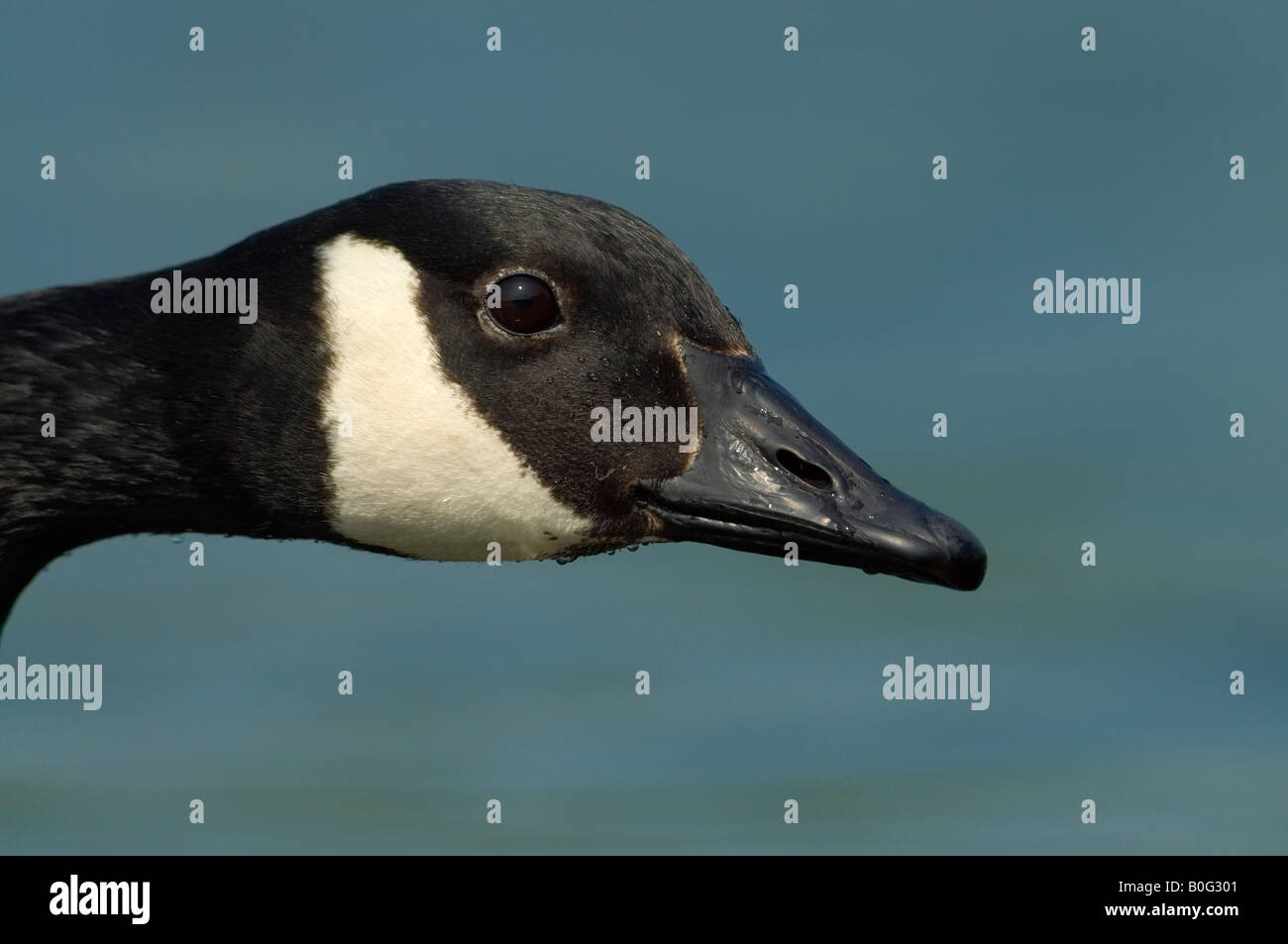 Canada Goose portrait Stock Photo - Alamy