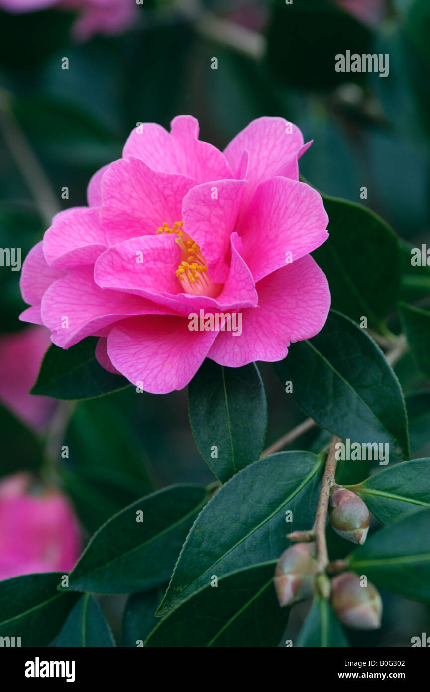 Camellia reticulata hi-res stock photography and images - Alamy