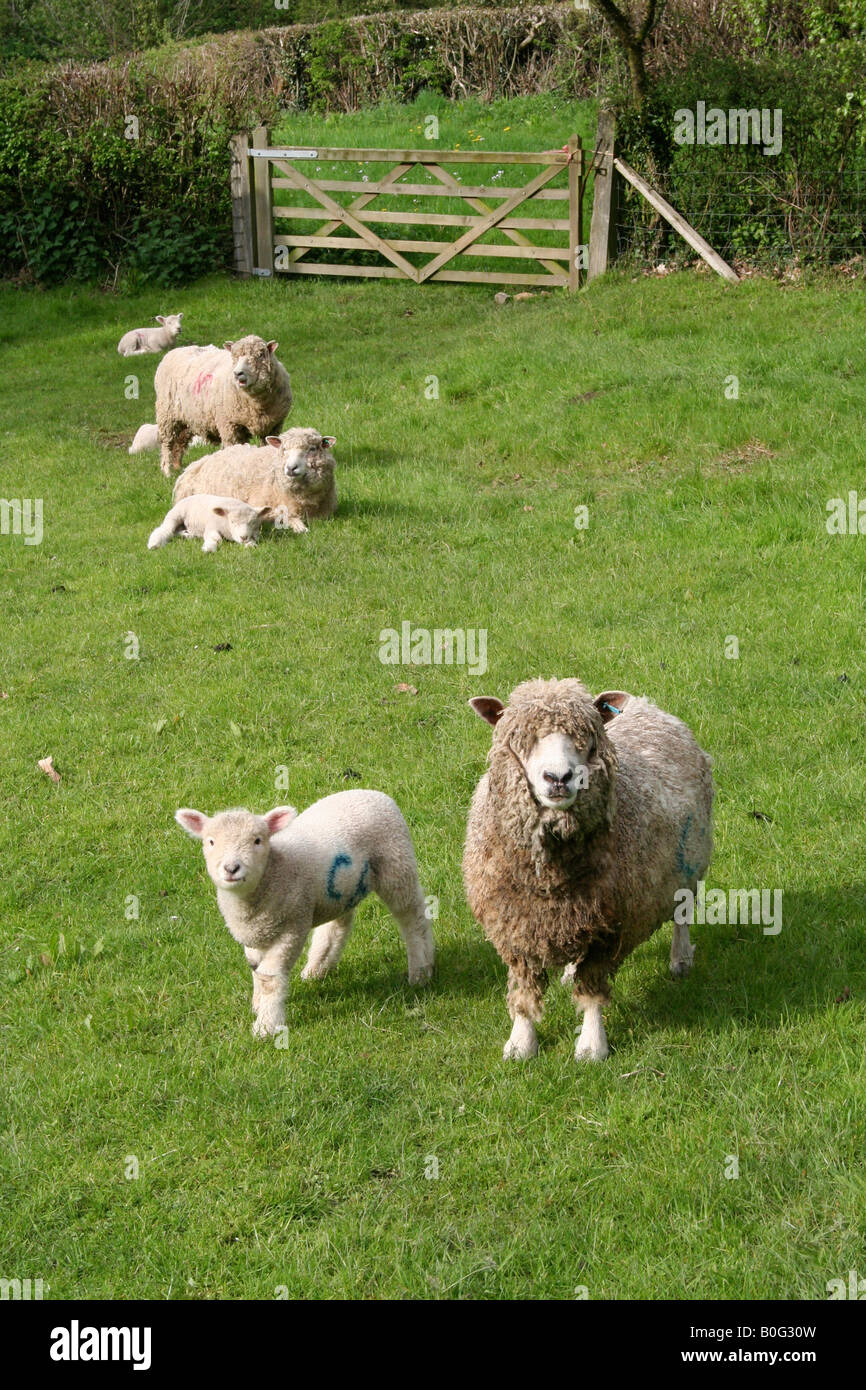 Mother sheep with baby lamb Stock Photo - Alamy