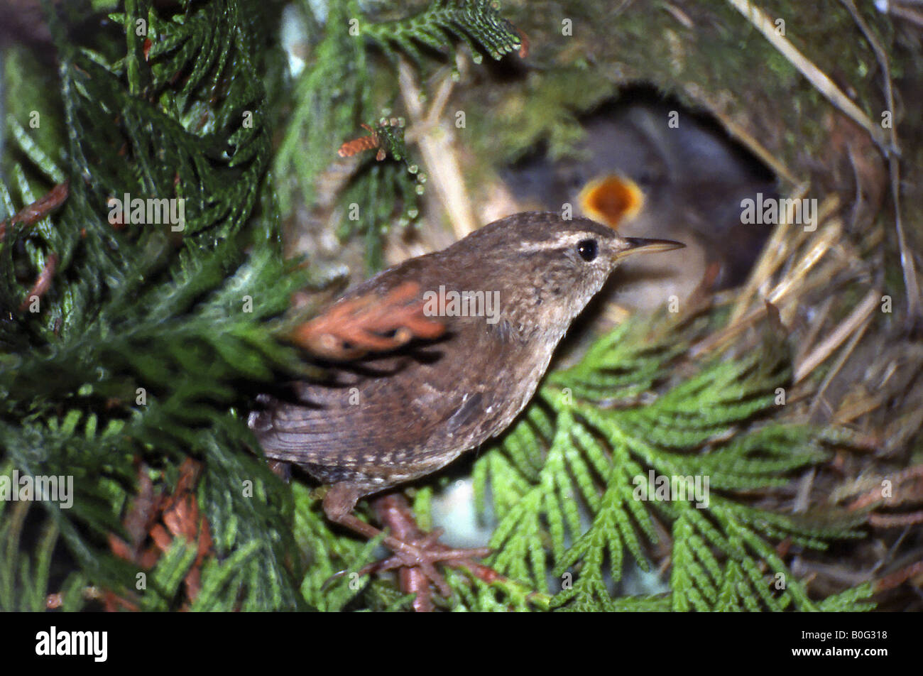 Wren smallest bird hi-res stock photography and images - Alamy