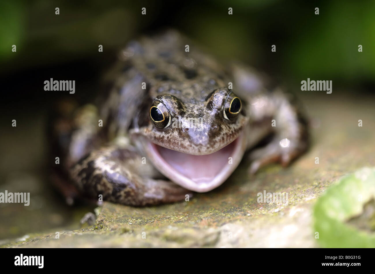 Common Frog (Rana Temporaria) with mouth open, UK Stock Photo - Alamy