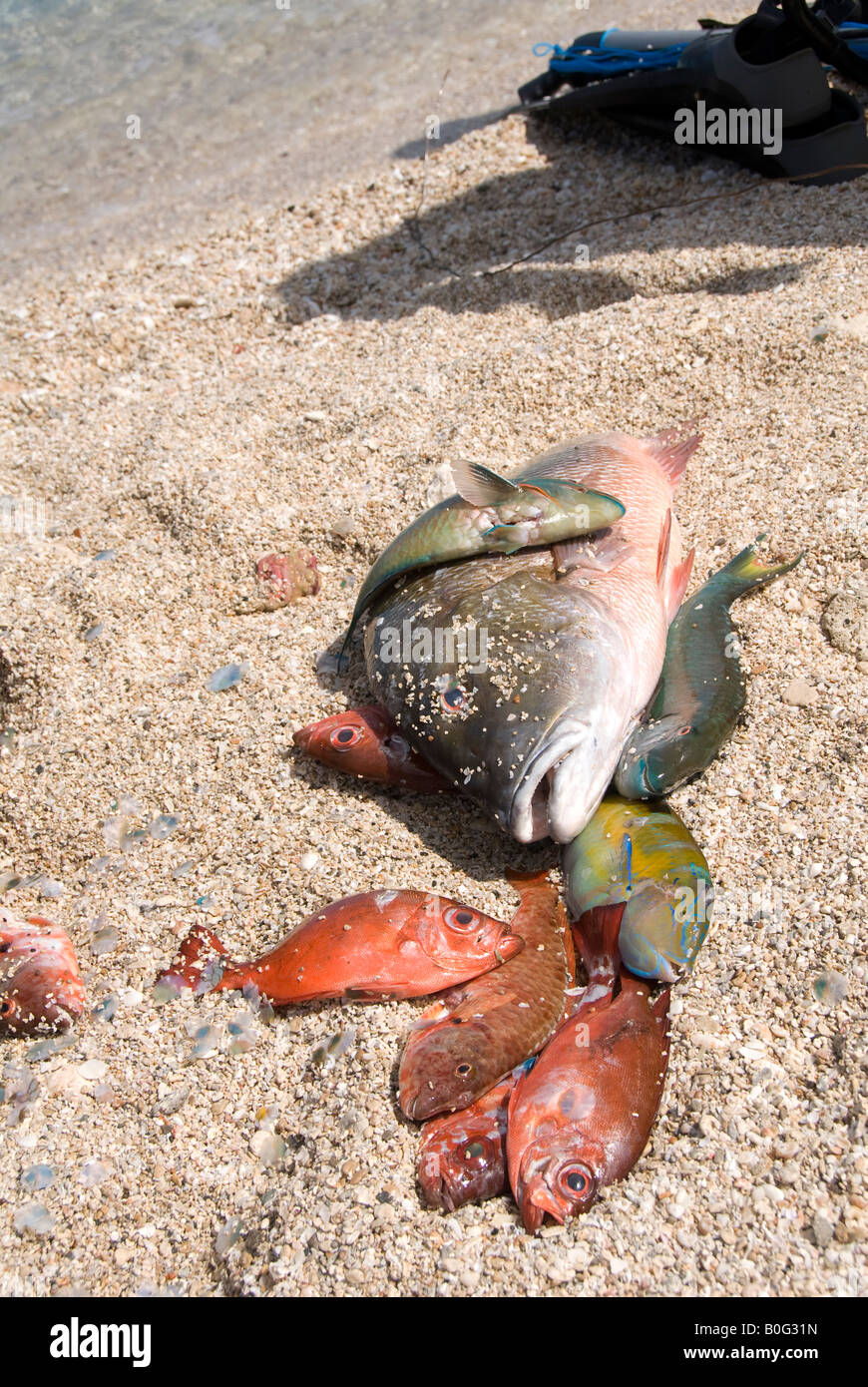 Fishing sea big fish hi-res stock photography and images - Alamy