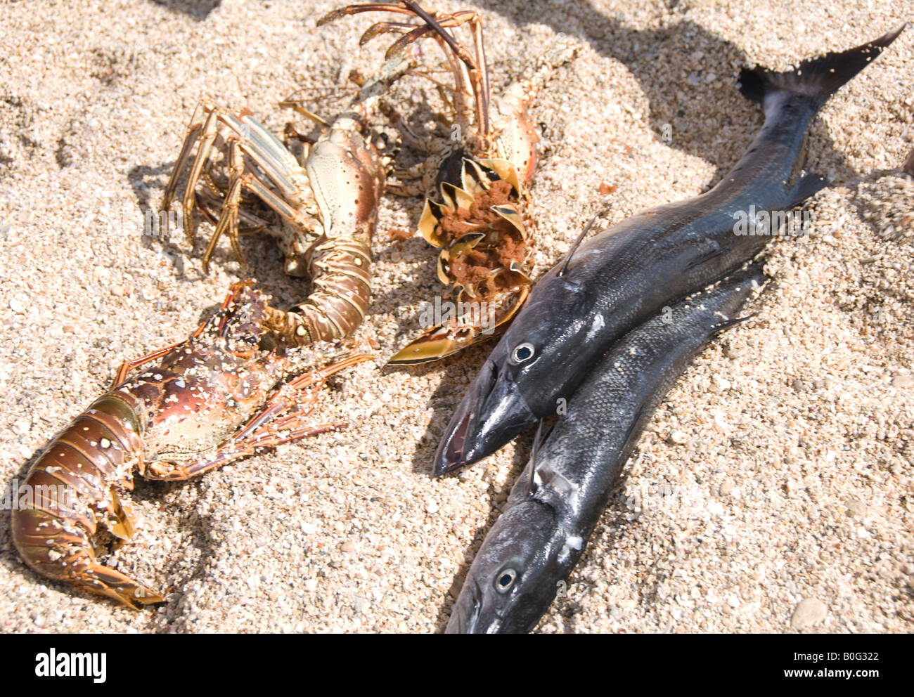 Hooked hi-res stock photography and images - Alamy