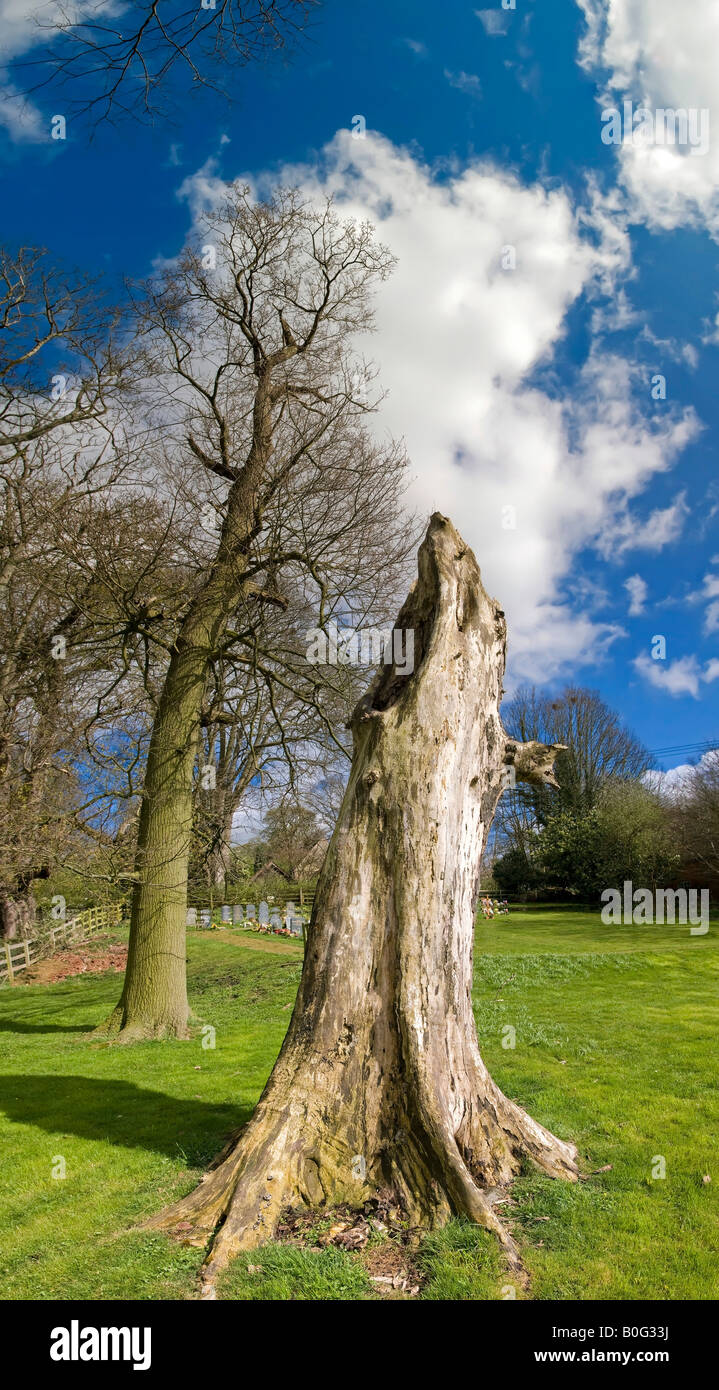 dead tree trunk in cemetery Stock Photo - Alamy