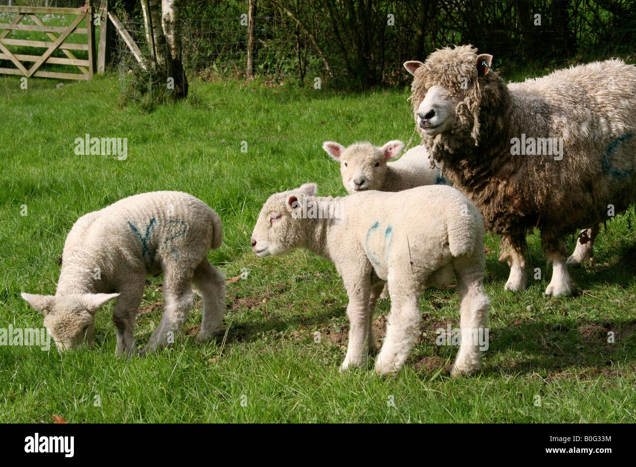 Mother sheep with baby lambs Stock Photo - Alamy