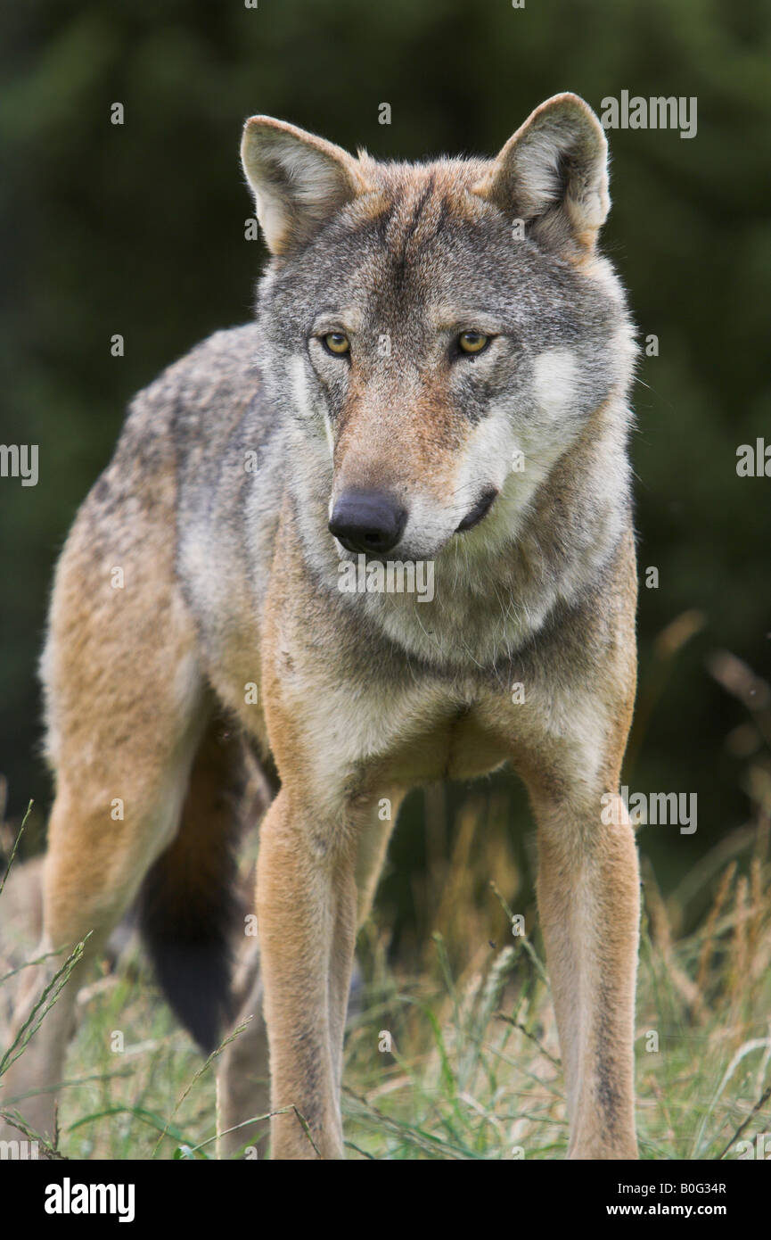 Carpathian Wolf