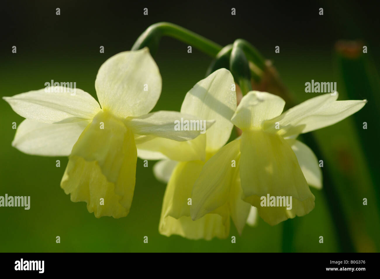 NARCISSUS LEMON DROPS DAFFODIL Stock Photo - Alamy