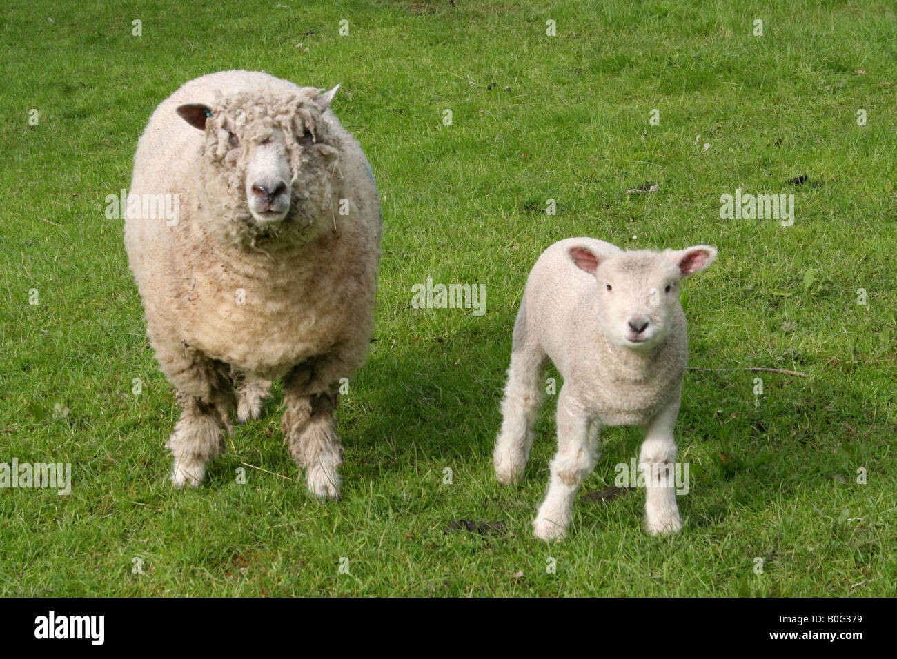 Mother sheep with baby lamb Stock Photo - Alamy