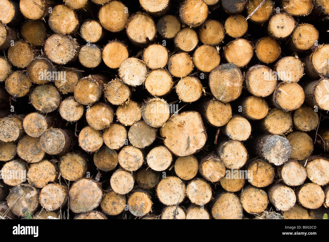 Stacked Logs in Forest Stock Photo - Alamy