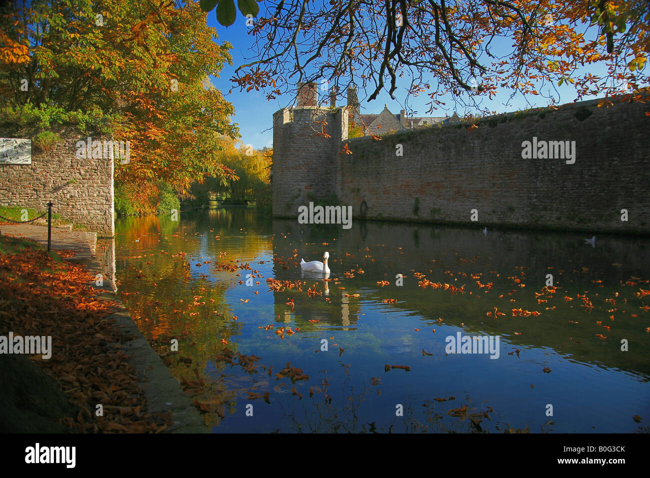 Mute swan on the Bishops Palace moat Wells Somerset UK Stock Photo - Alamy