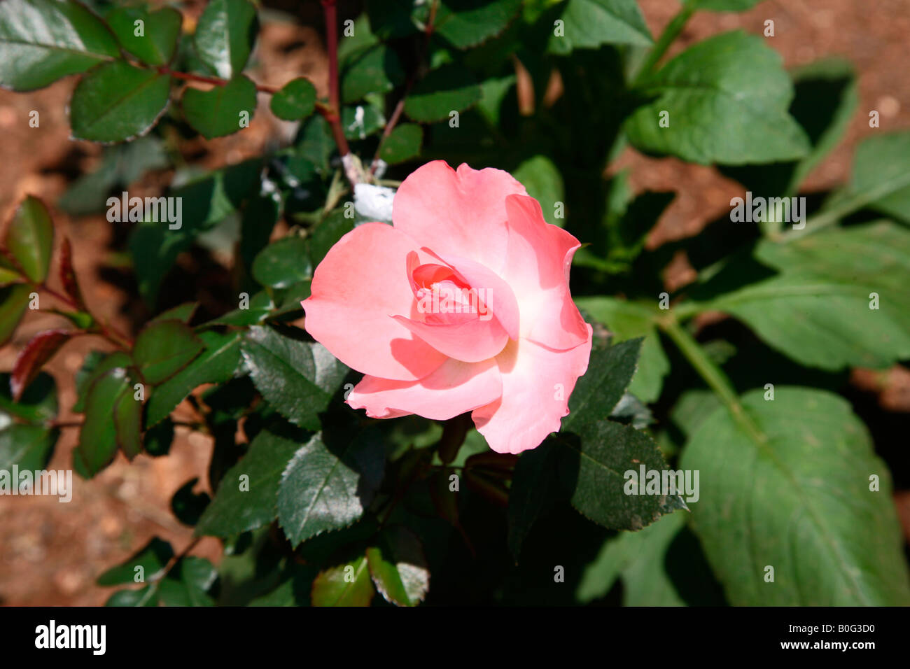 Rosa rosoideae rosales magnoliophyta vitamin c florists garden ...