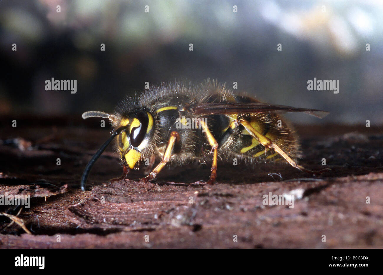 Wasp hair hi-res stock photography and images - Alamy