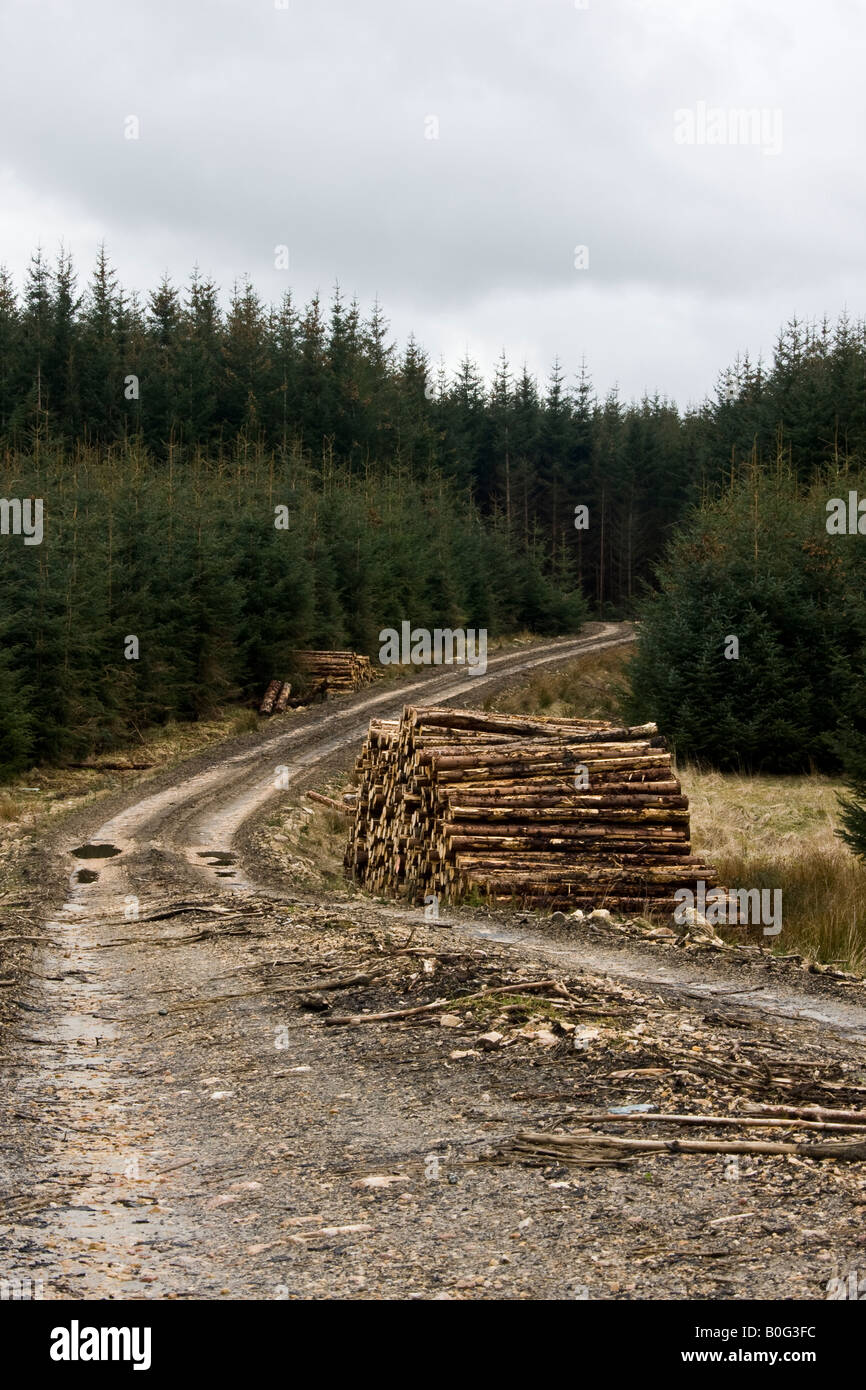 Stacked Logs in Forest Stock Photo - Alamy