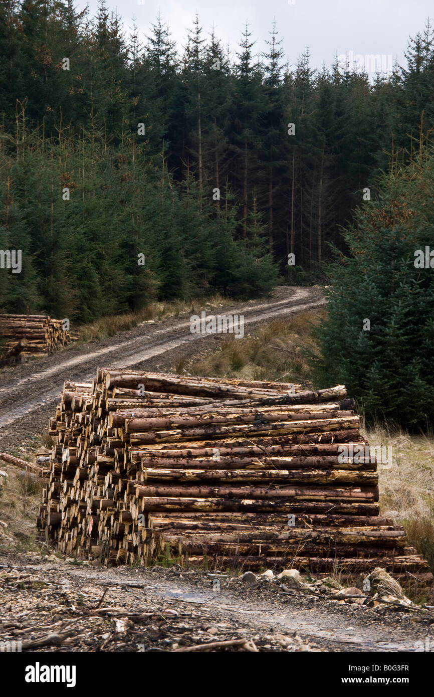Stacked Logs in Forest Stock Photo - Alamy