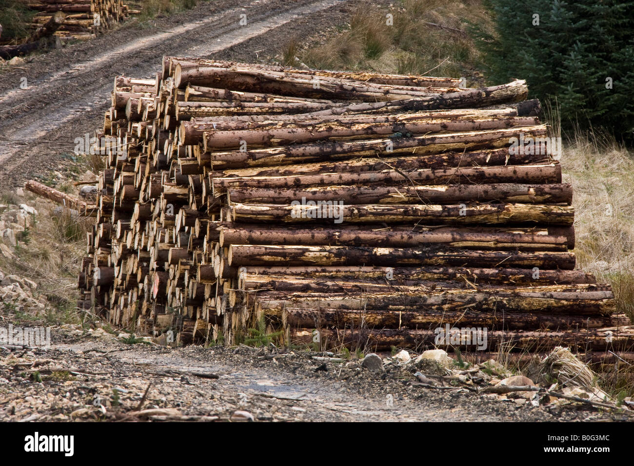 Stacked Logs in Forest Stock Photo - Alamy