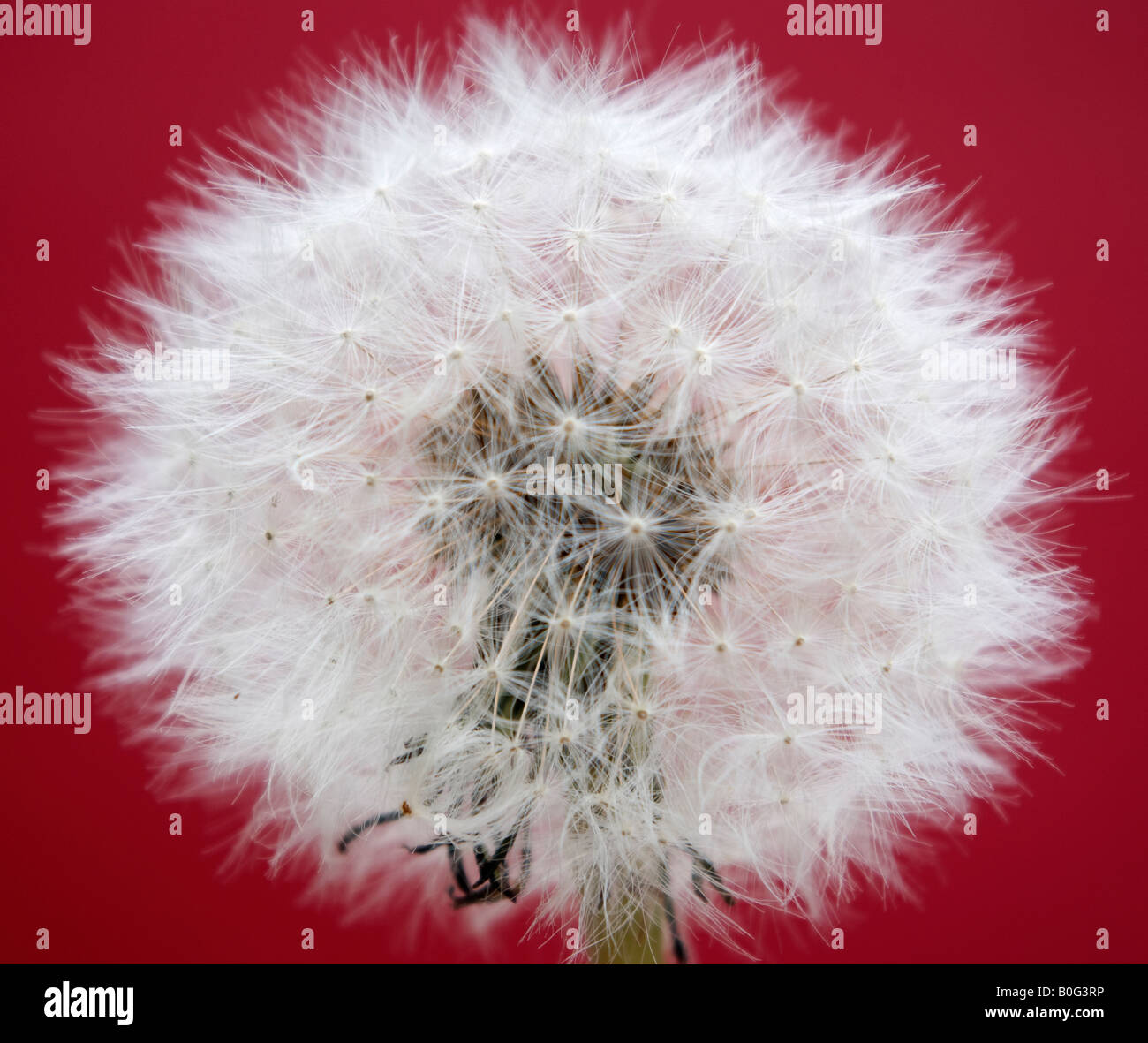 Dandylion clock hi-res stock photography and images - Alamy