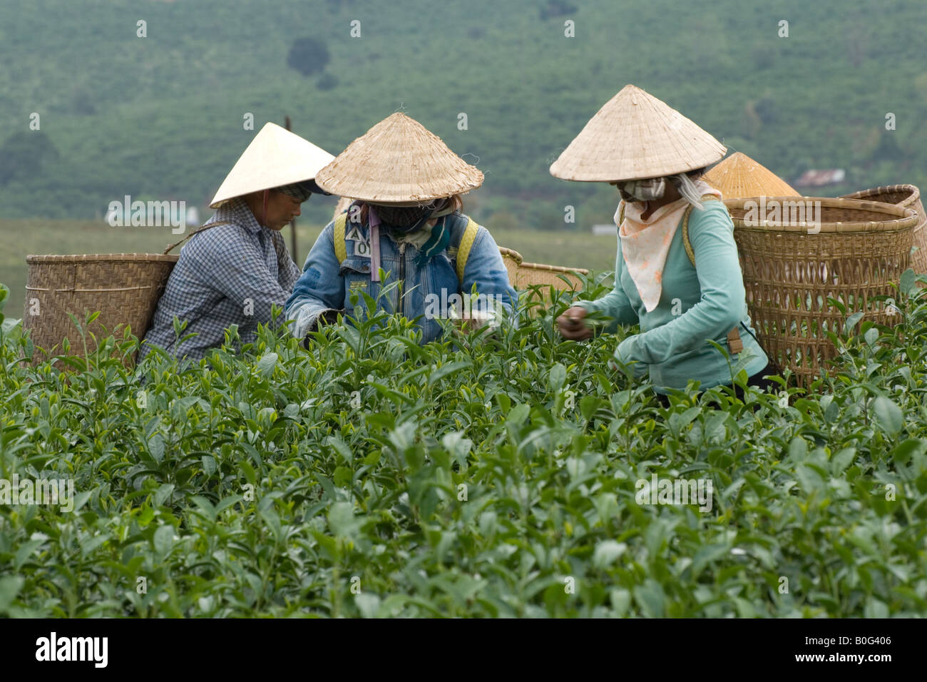 Tea leaf picking Stock Photo - Alamy