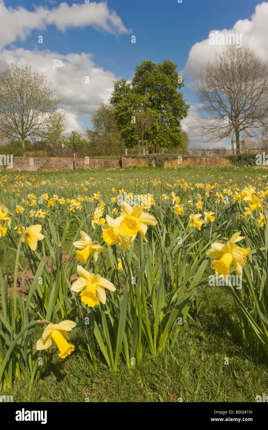 Yellow daffodil wild flowers growing wild in the countryside Stock ...