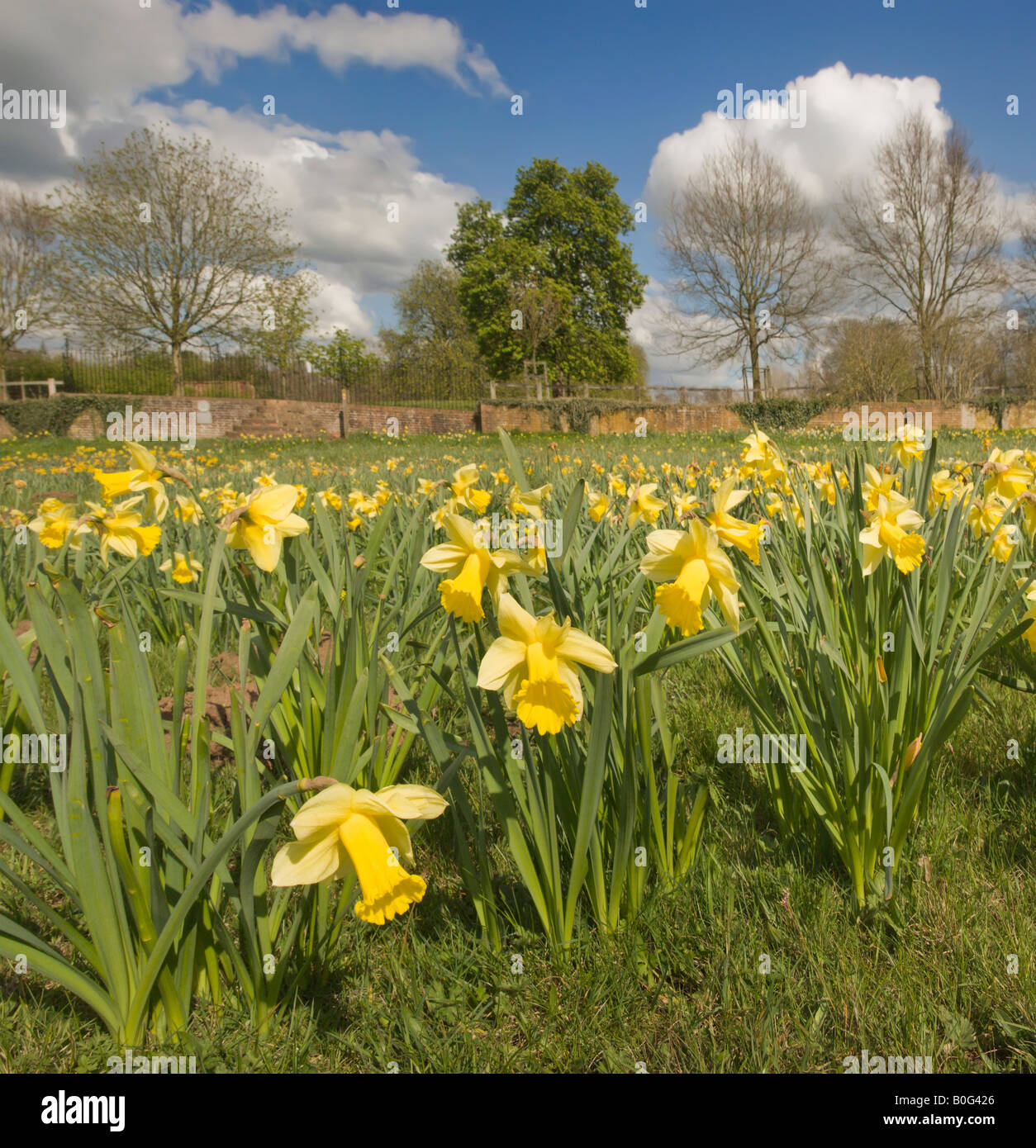 Yellow daffodil wild flowers growing wild in the countryside Stock ...