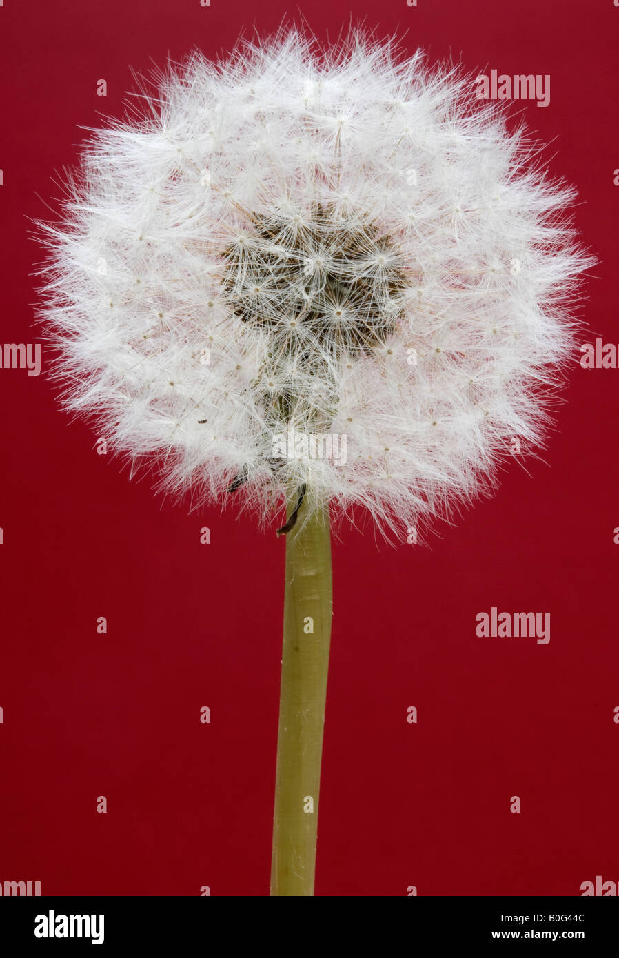 Dandylion clock hi-res stock photography and images - Alamy