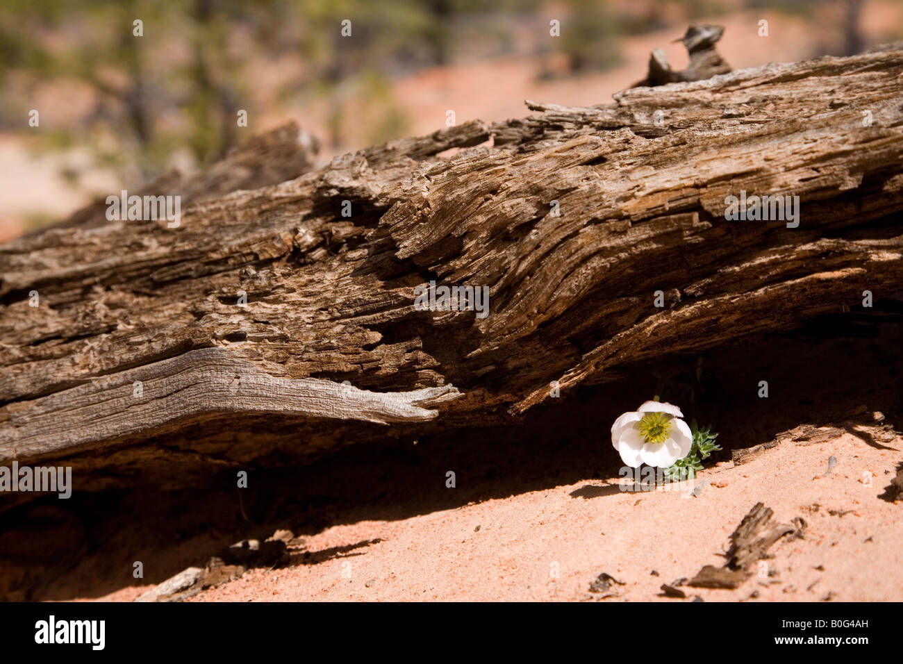 White Globeflower (Trollius albiflorus), Zion National Park, Utah Stock ...