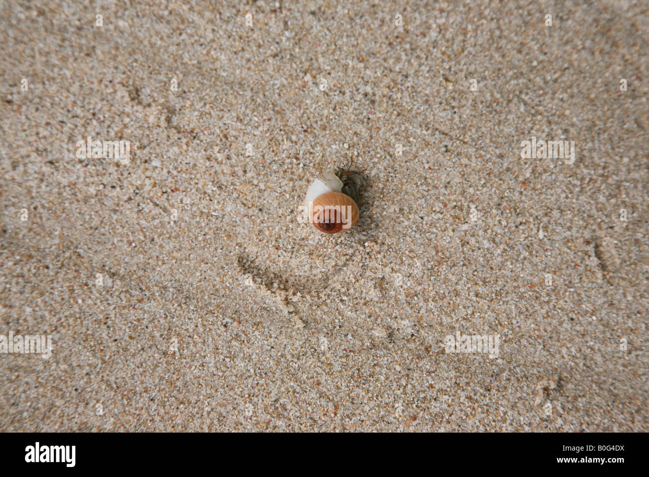 Snail mollusk gastropoda mollusca andaman beach coiled shells habitat ...