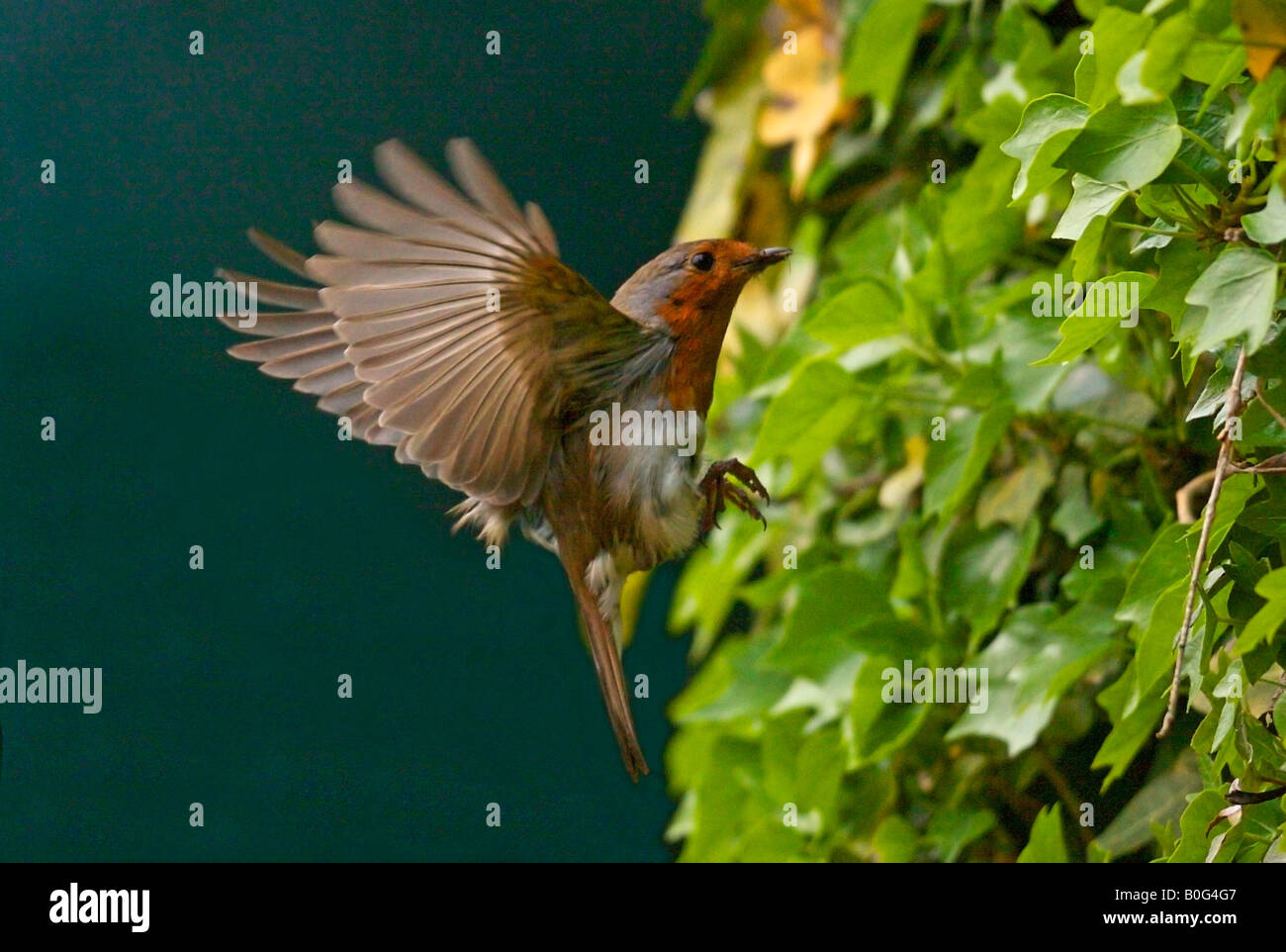 British robins in flight hi-res stock photography and images - Alamy