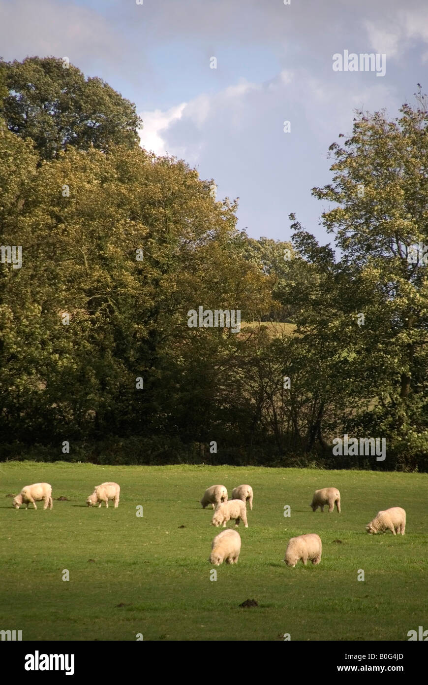 sheep animal farm farming agriculture wool livestock animal Stock Photo ...