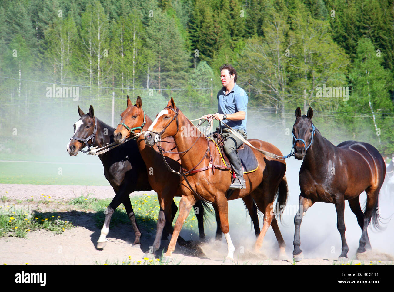 Daily exercise horse hi-res stock photography and images - Alamy