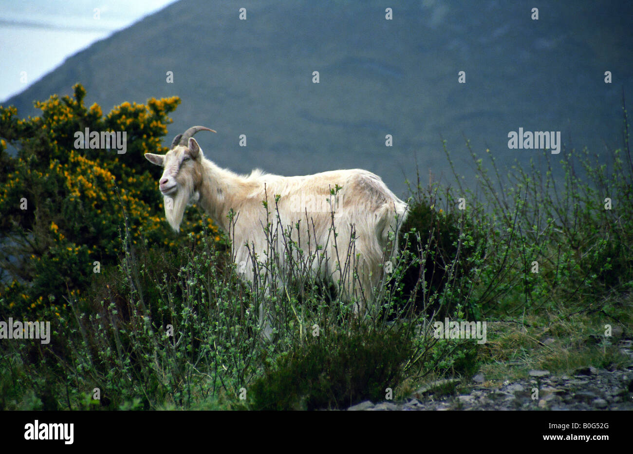Feral Mountain Goat Stock Photo - Alamy
