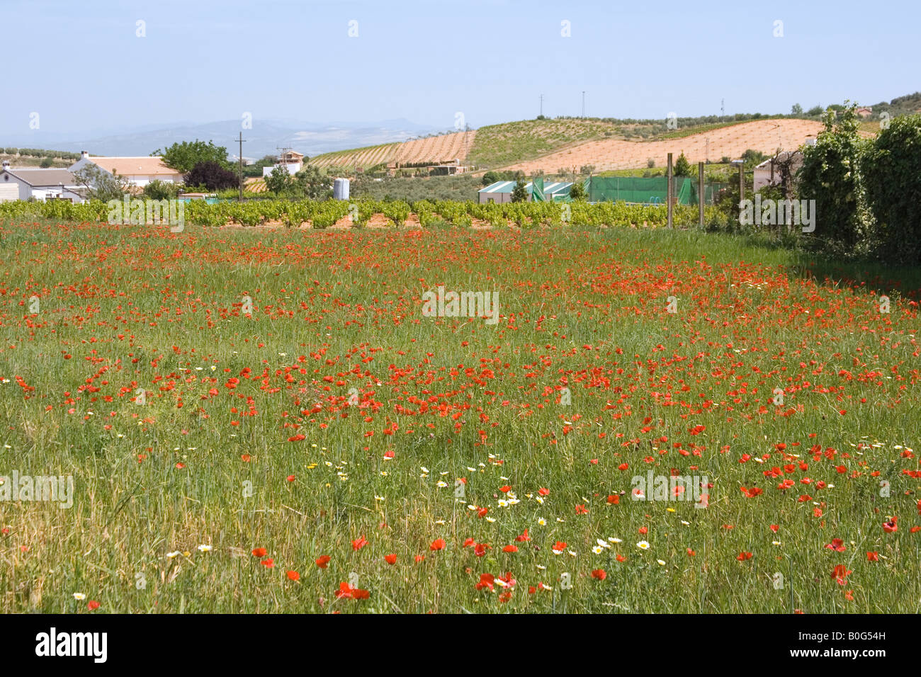 Spring field in southern spain hi-res stock photography and images - Alamy
