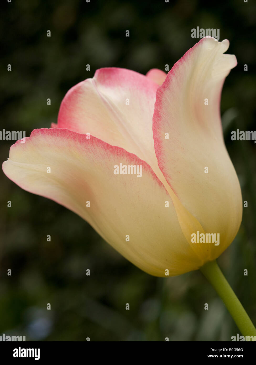 Blushing beauty tulip hi-res stock photography and images - Alamy