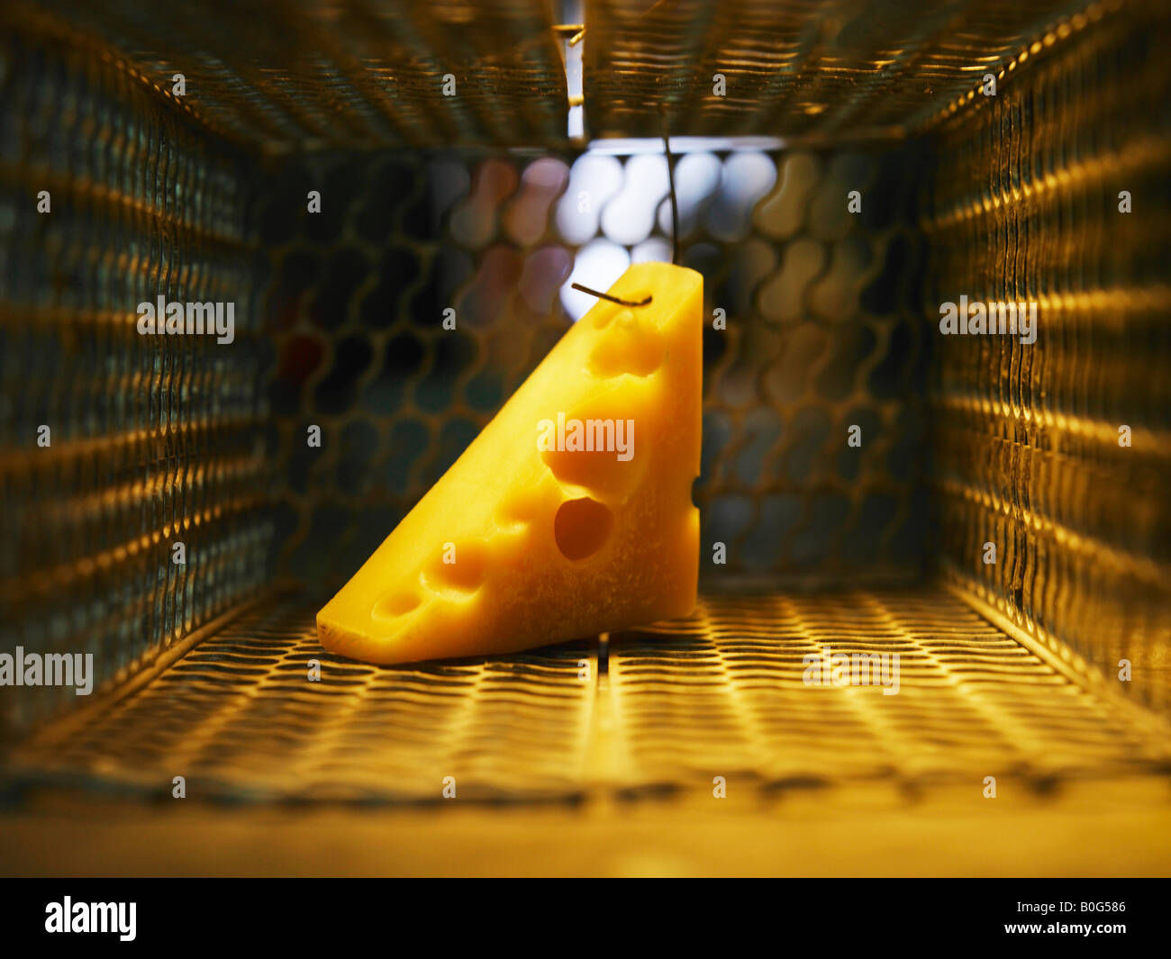 Cheese in the mouse trap Stock Photo - Alamy
