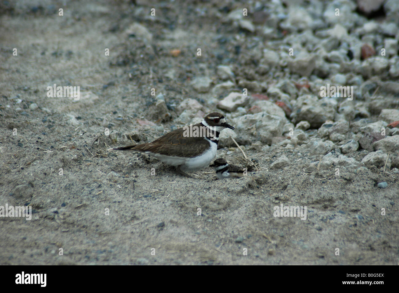 Baby killdeer hi-res stock photography and images - Alamy