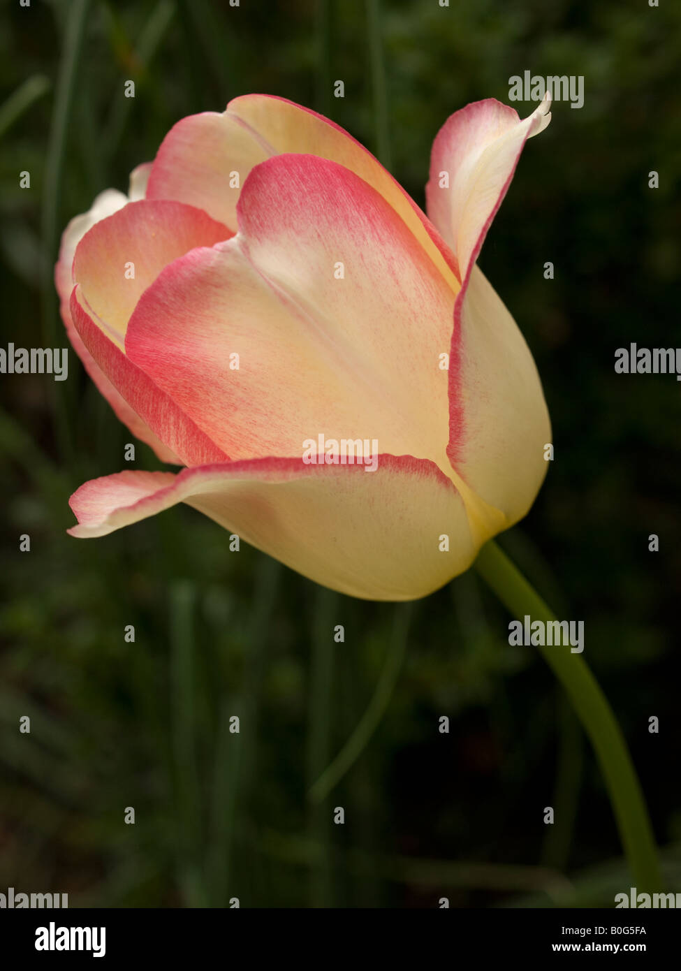 Tulip outline hi-res stock photography and images - Alamy