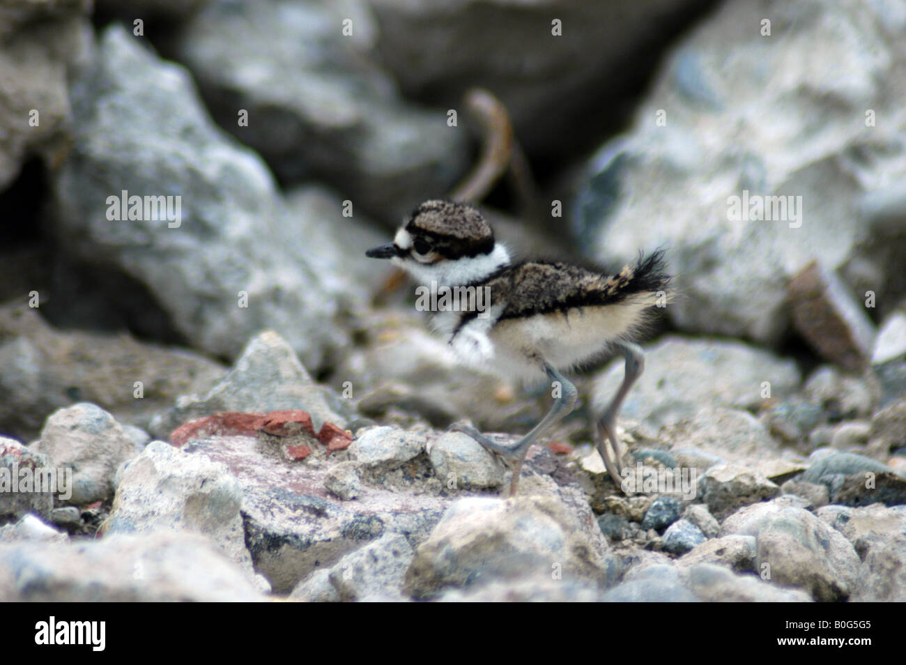 Killdeer bird hi-res stock photography and images - Alamy