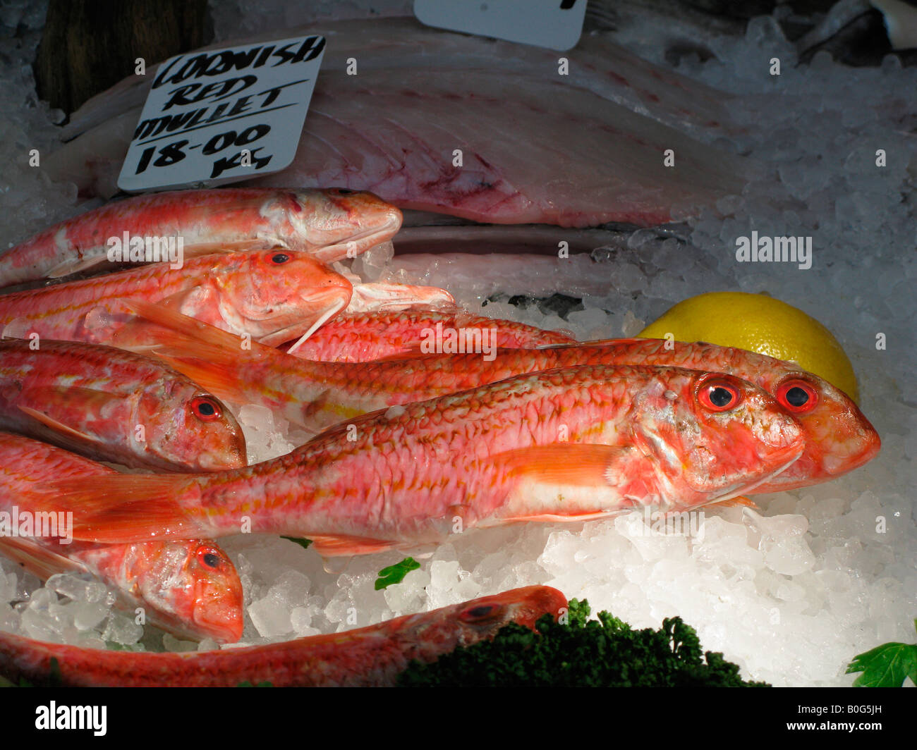 Cornish red mullet fish hi-res stock photography and images - Alamy