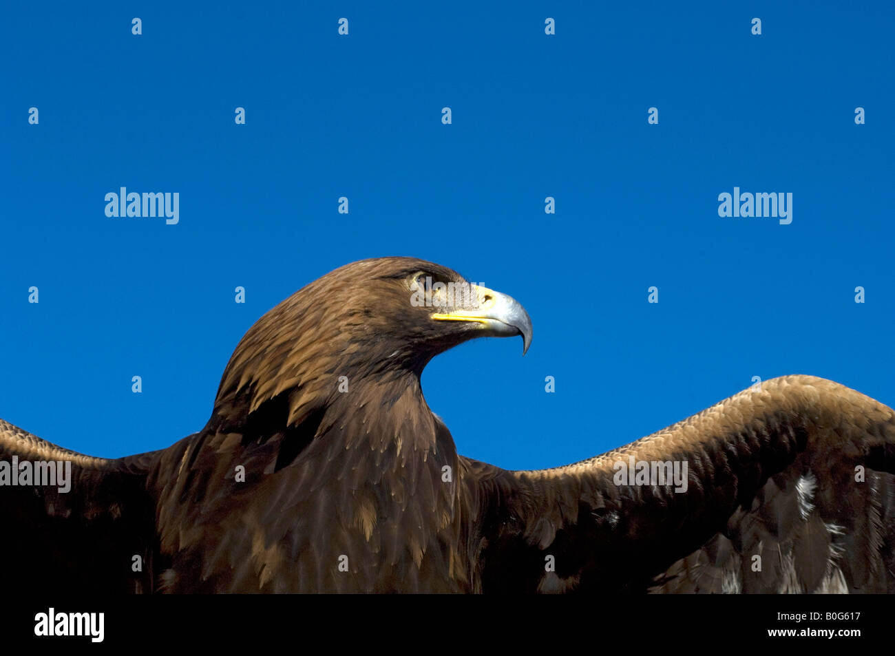Golden eagle Aquila chrysaetos Xinjiang China Stock Photo - Alamy